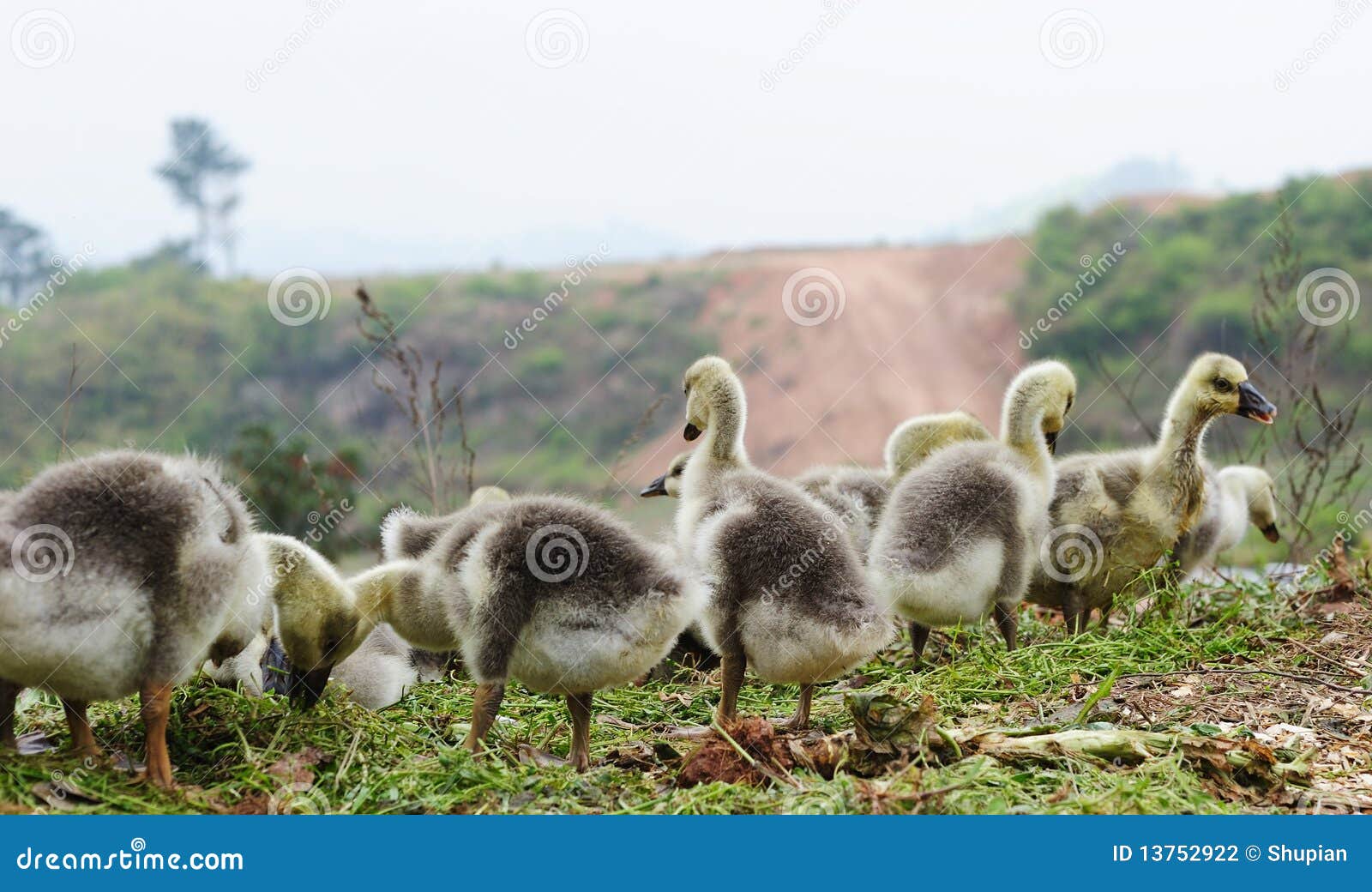 Baby goose stock photo. Image of family, field, garden - 13752922