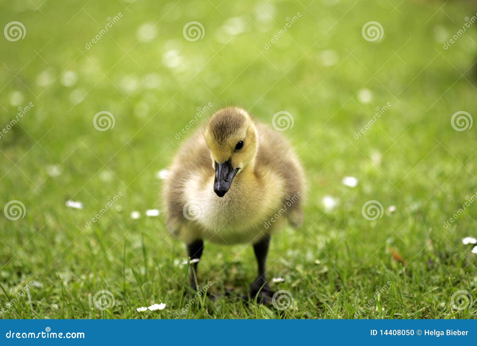Baby goose stock photo. Image of small, grass, green - 14408050