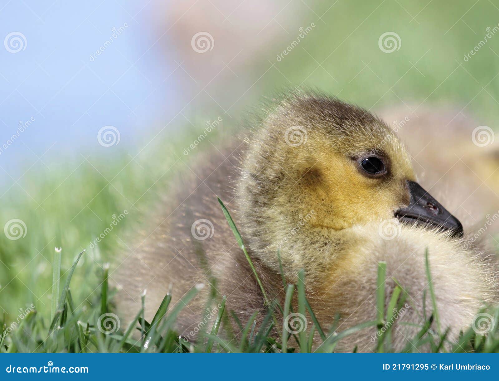Baby goose stock image. Image of nature, animal, grass - 21791295