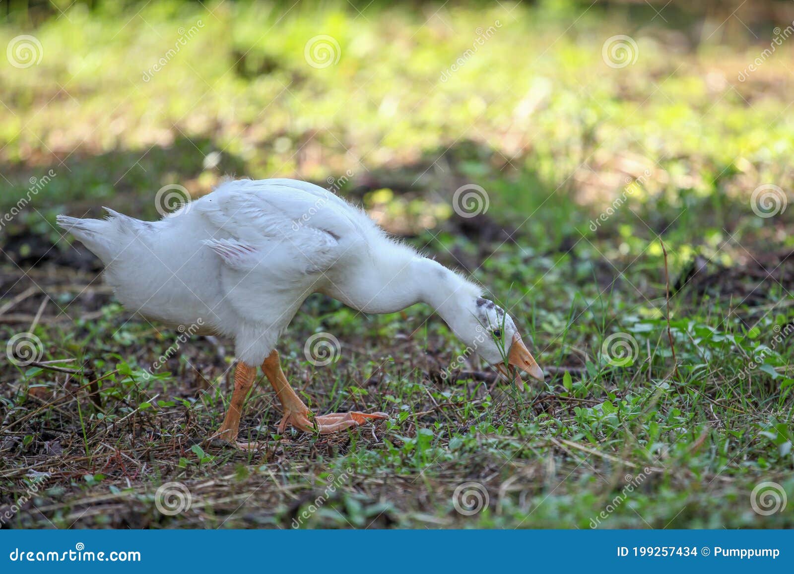 The Baby Goose is Eatting Grass on the Garden Stock Photo - Image of ...