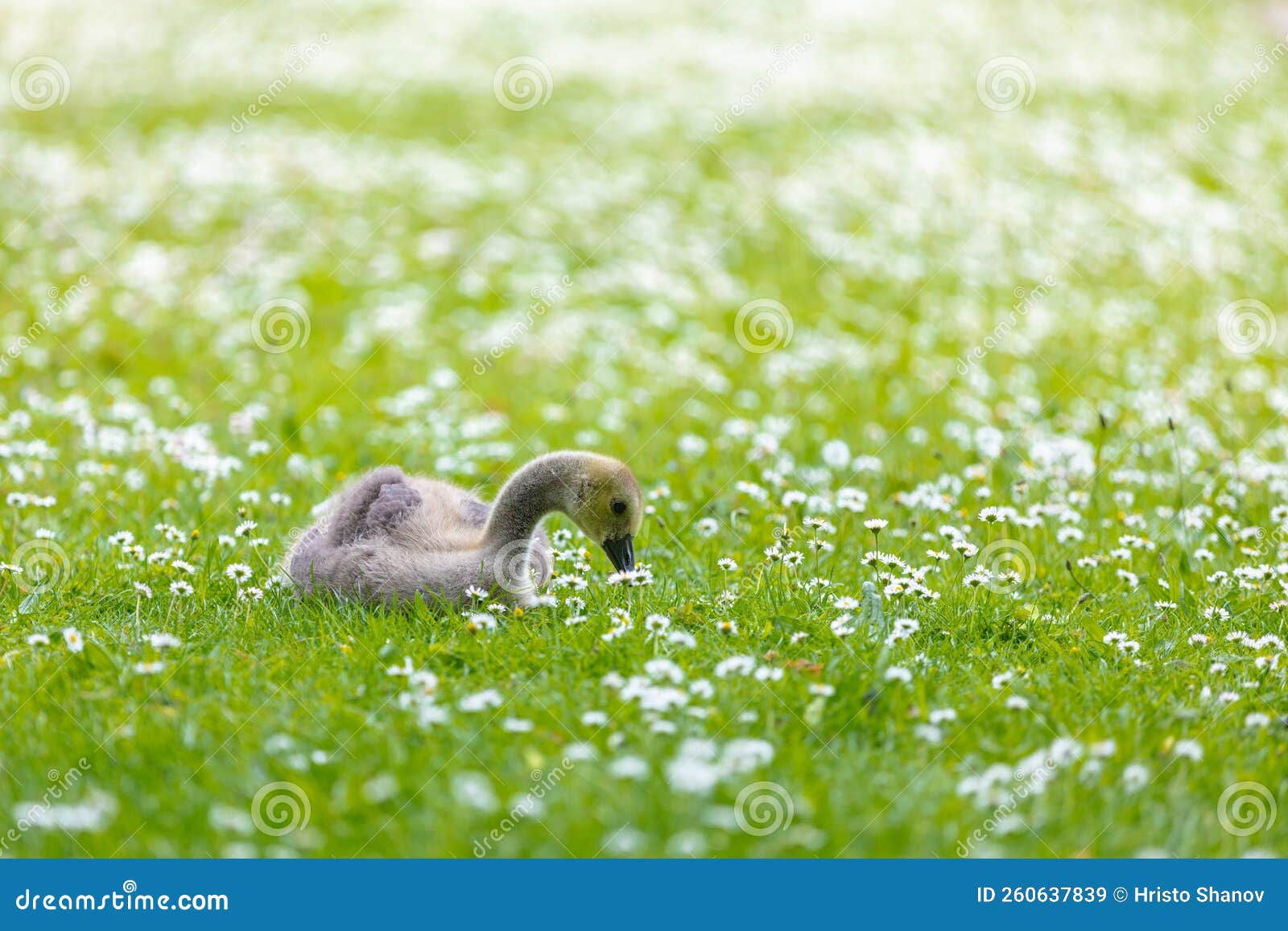 Baby Goose on the Green Meadow in Spring Stock Image - Image of animals ...