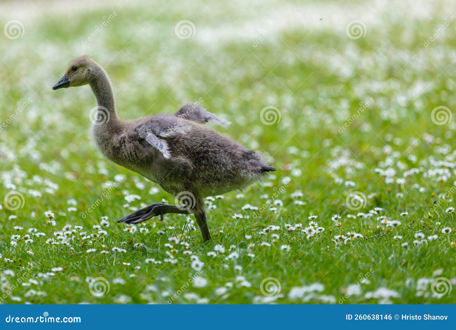 Baby Goose on the Green Meadow in Spring Stock Photo - Image of green ...