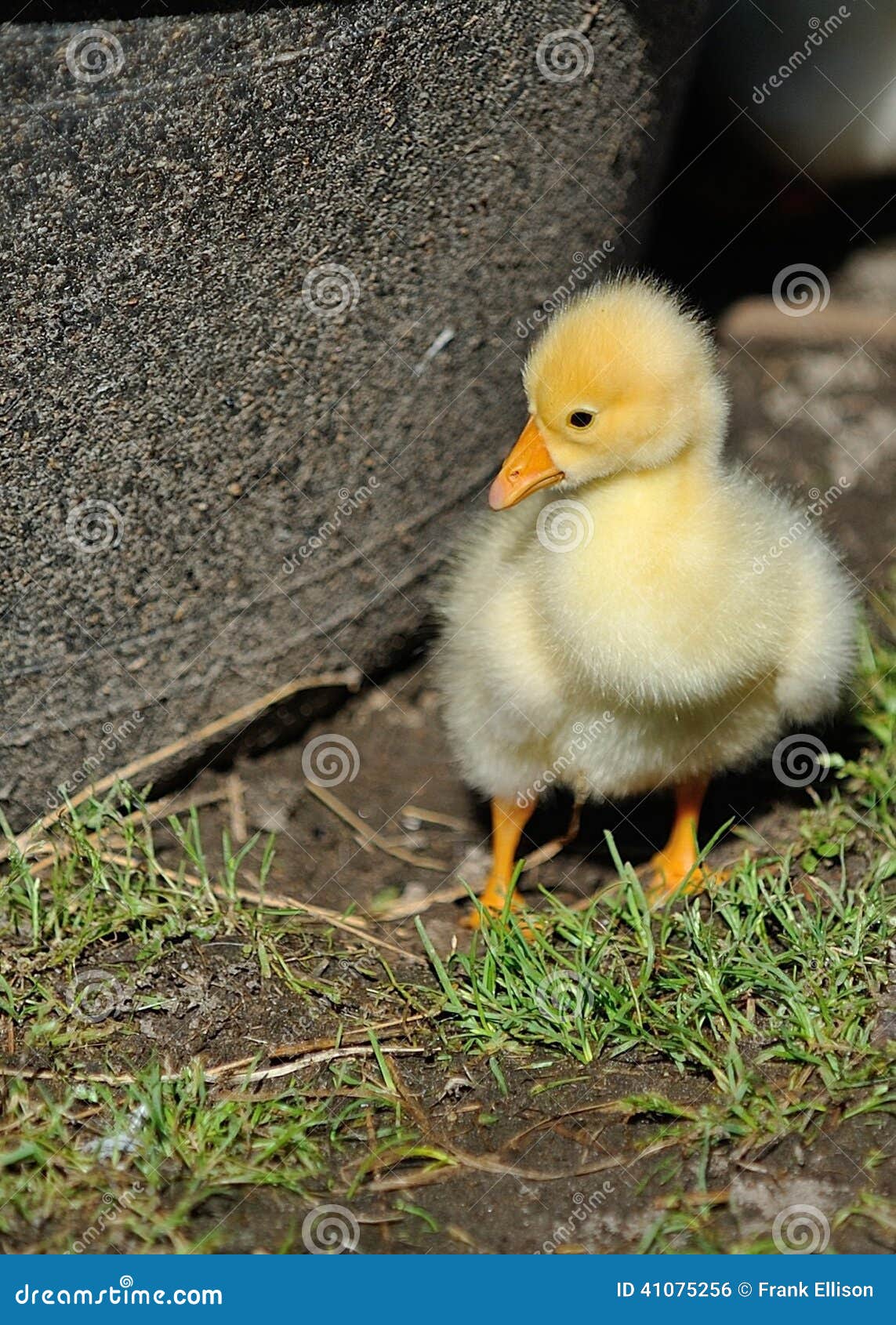 Baby Goose stock photo. Image of childhood, young, poultry - 41075256