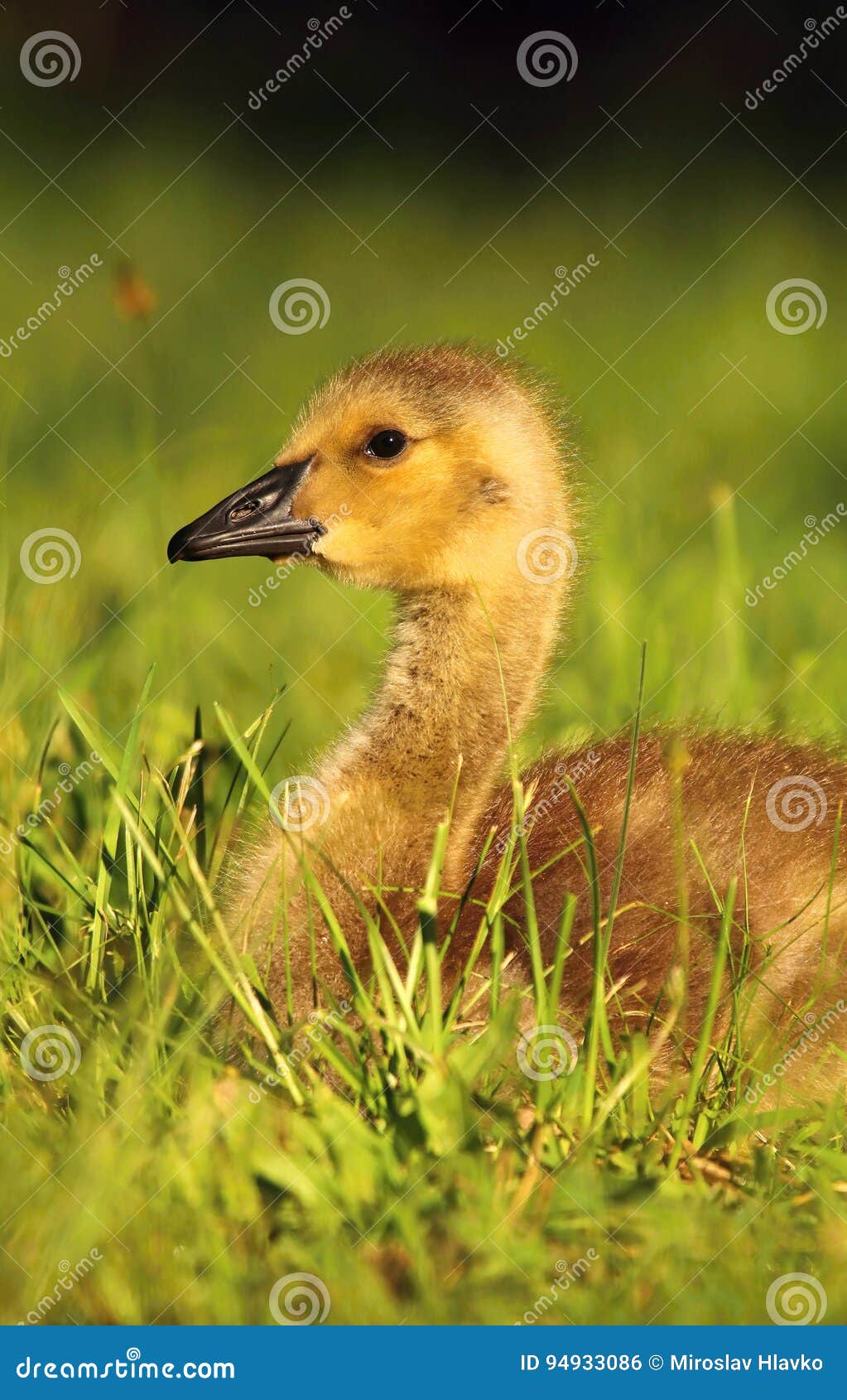 Baby goose portrait stock photo. Image of cute, young - 94933086