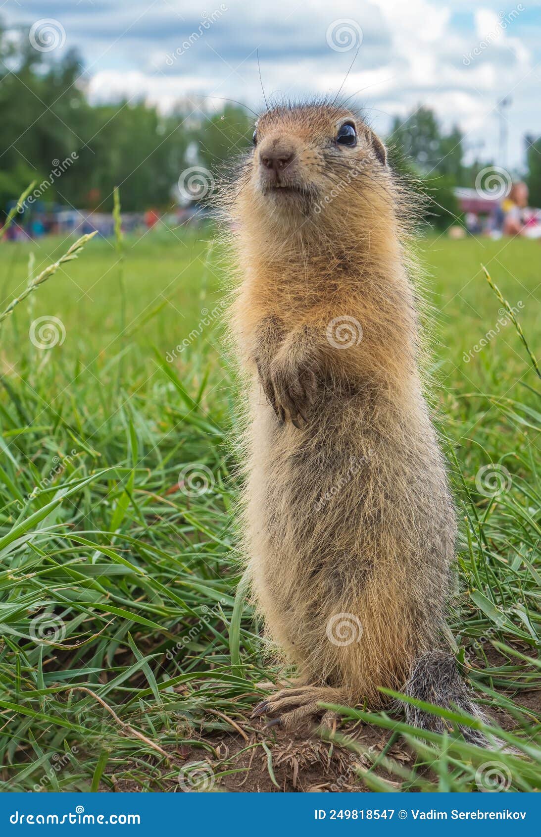 Baby Gopher is Sitting Near Its Hole and Looking at Camera Stock Image ...