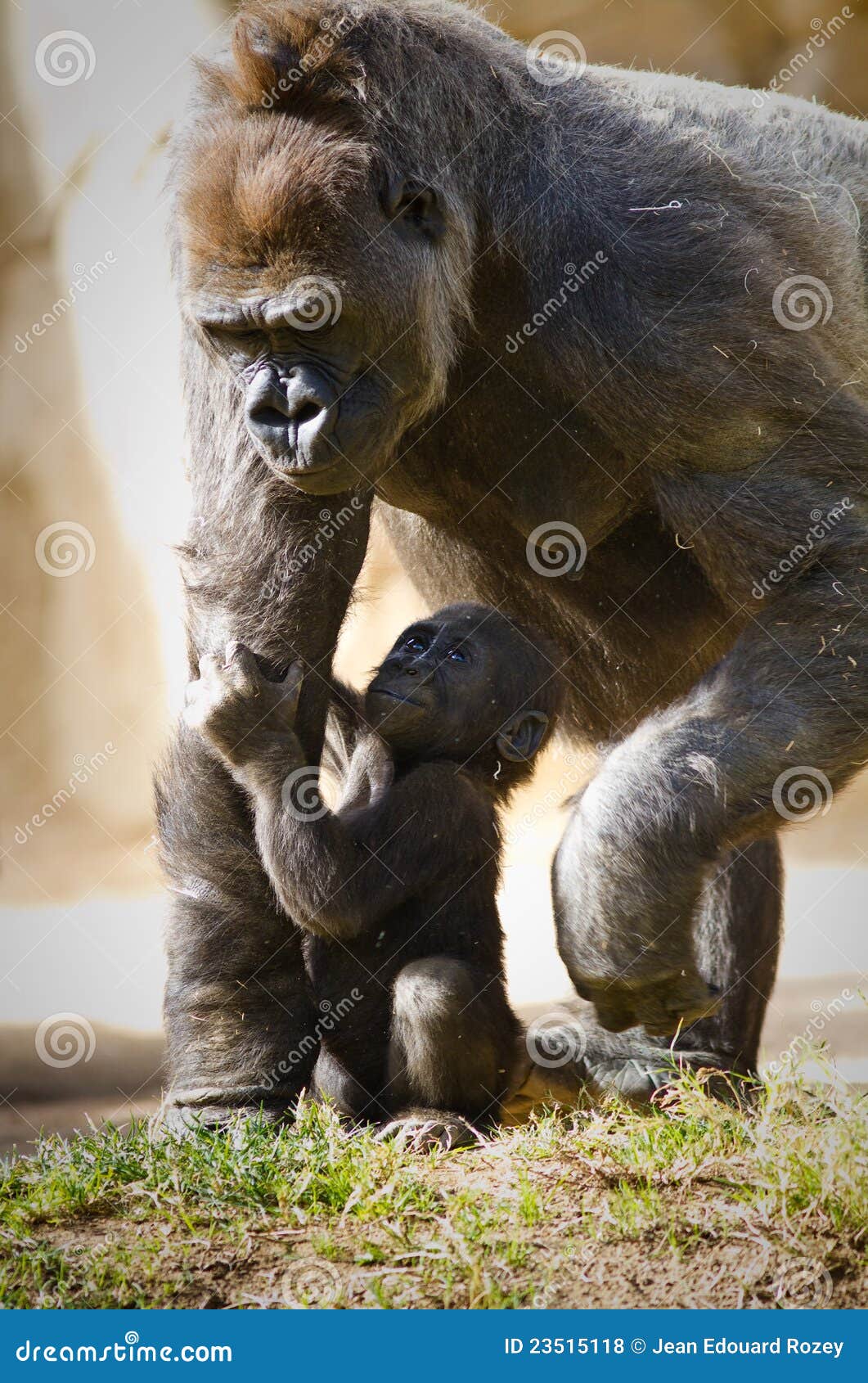 Baby Gorilla stock photo. Image of mammal, snout, baby - 23515118