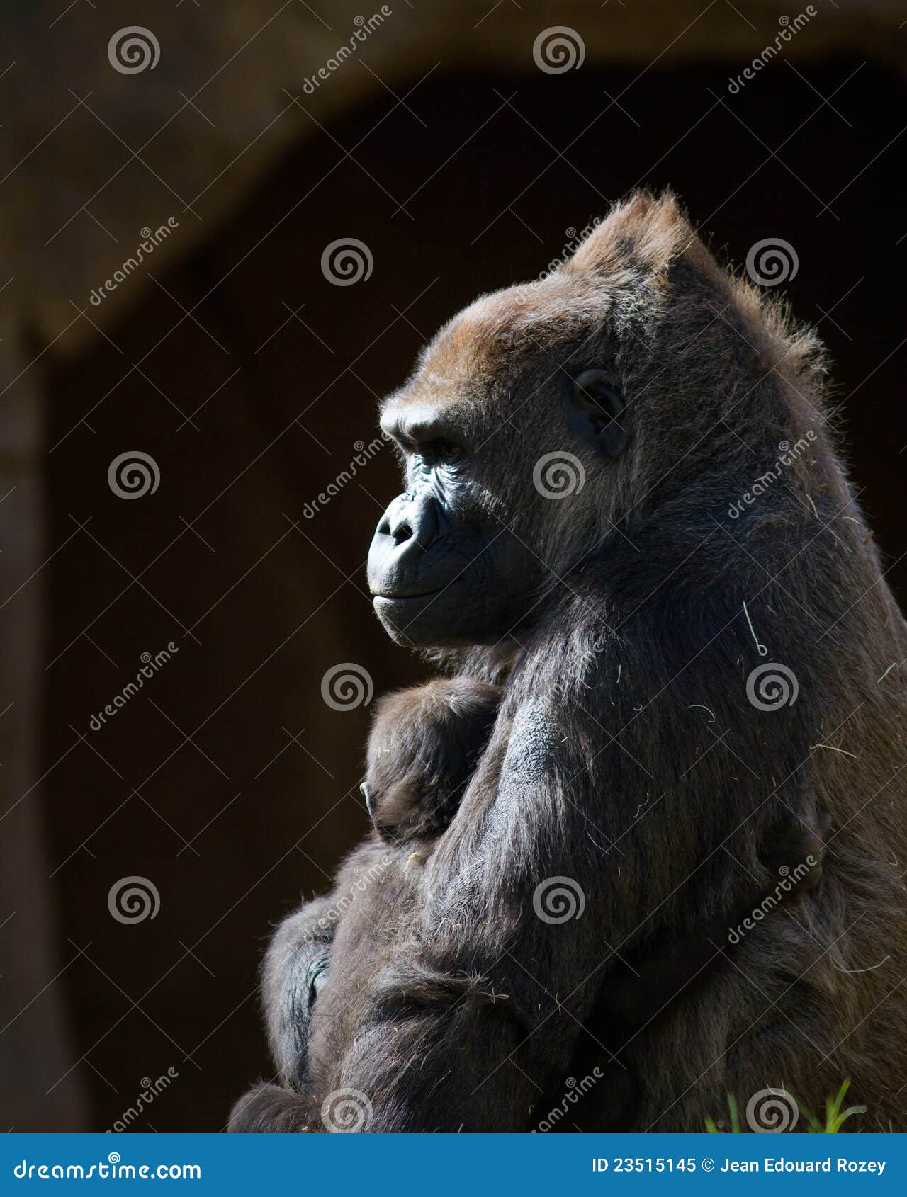 Baby Gorilla stock image. Image of wildlife, orangutan - 23515145