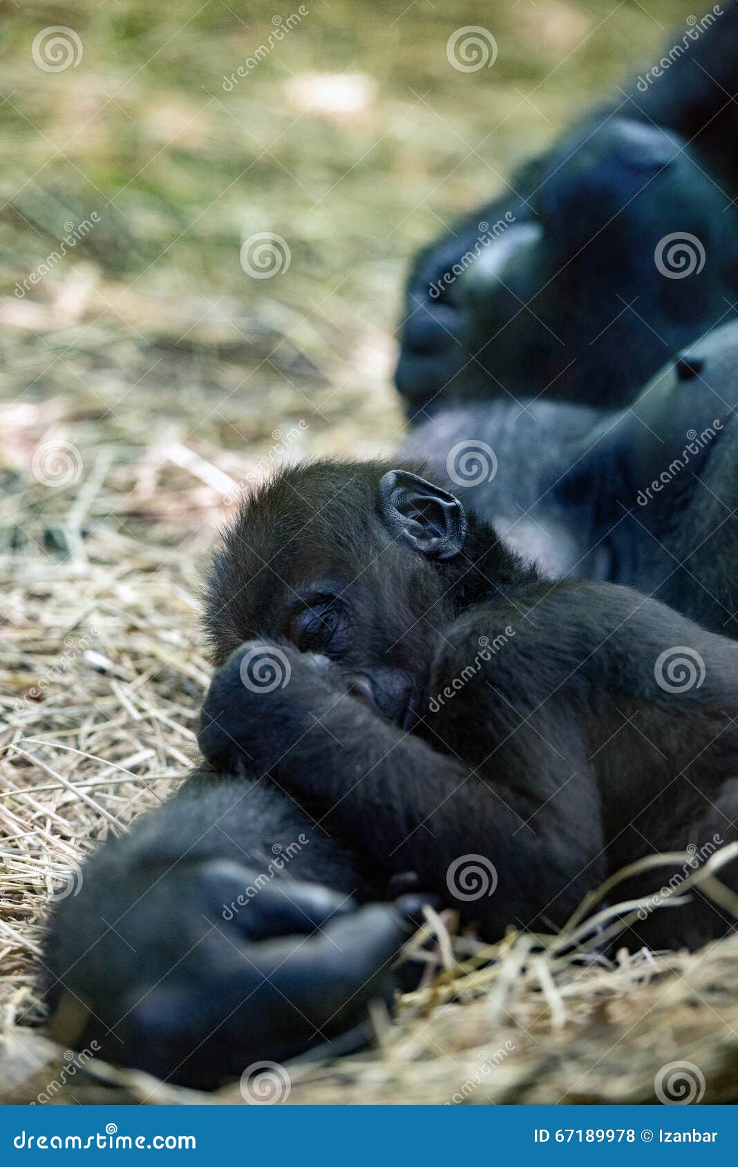 Baby Gorilla Sleeping on Mother Stock Photo - Image of babys, care ...
