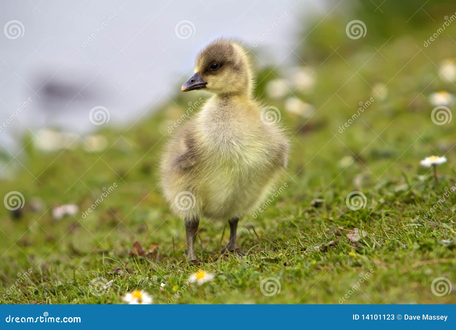 Baby gosling stock image. Image of alone, cute, fowl - 14101123