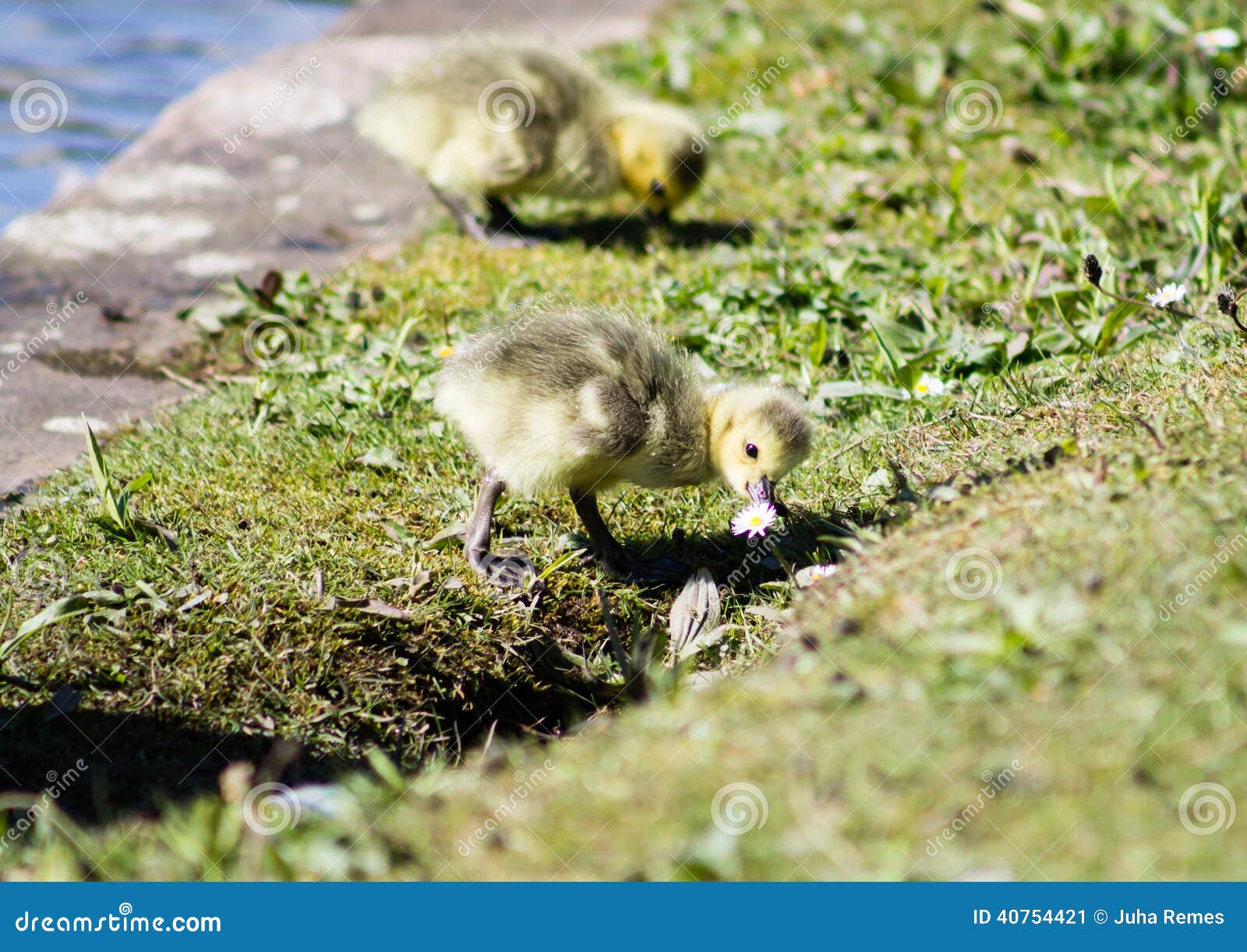 Baby Goslings stock image. Image of little, baby, newborn - 40754421