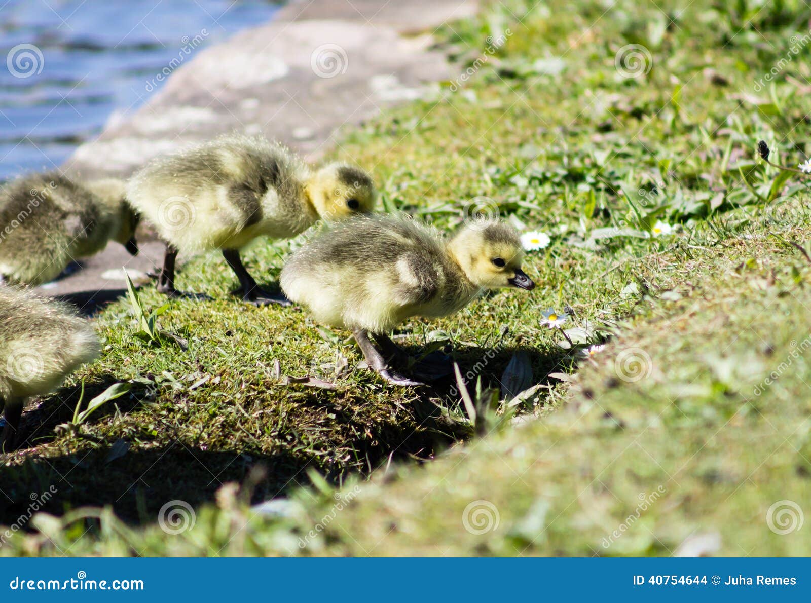 Baby Goslings stock photo. Image of introduced, geese - 40754644