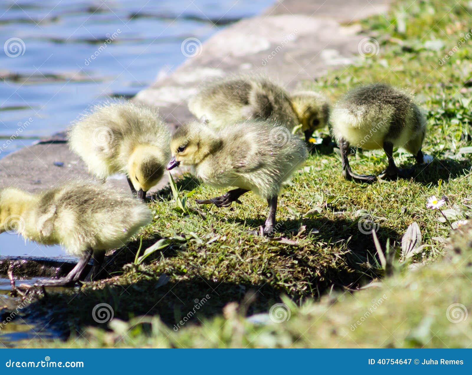 Baby Goslings stock image. Image of goslings, bird, reflection - 40754647