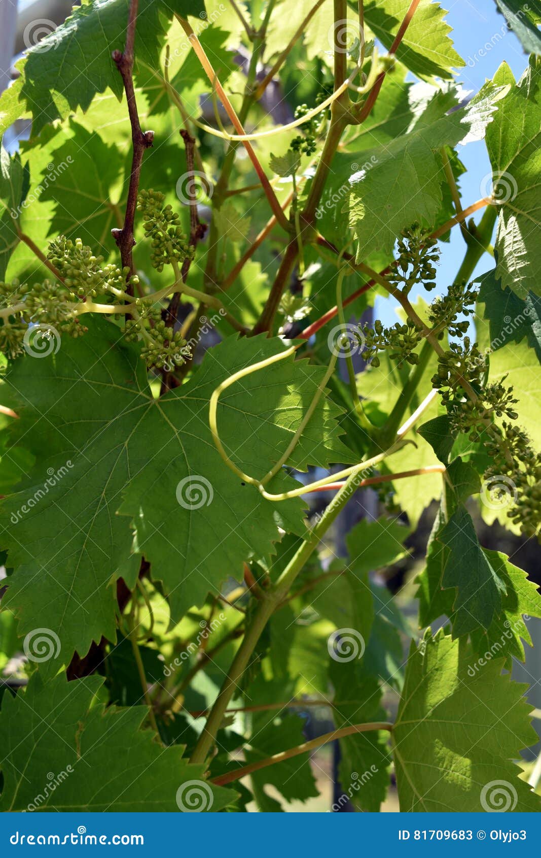 Baby Grapes. stock image. Image of fresh, berry, green - 81709683