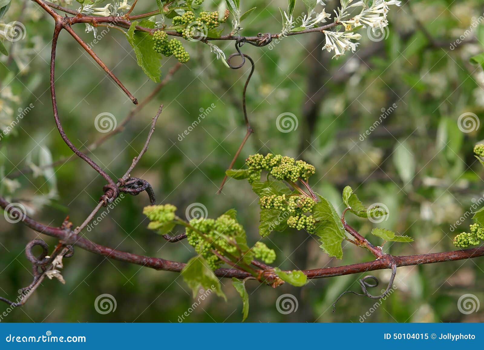 Baby Grapes stock image. Image of flower, alcohol, cluster - 50104015