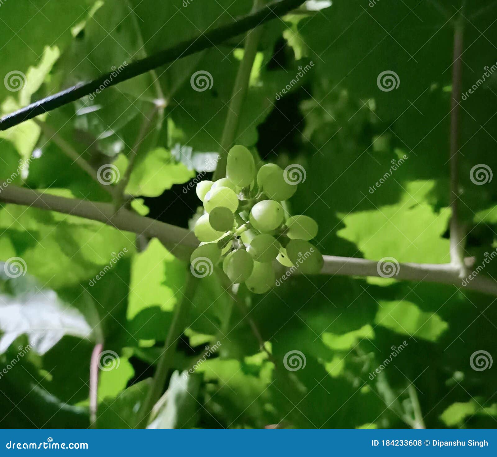 Baby grapes tree stock photo. Image of green, wildflower - 184233608