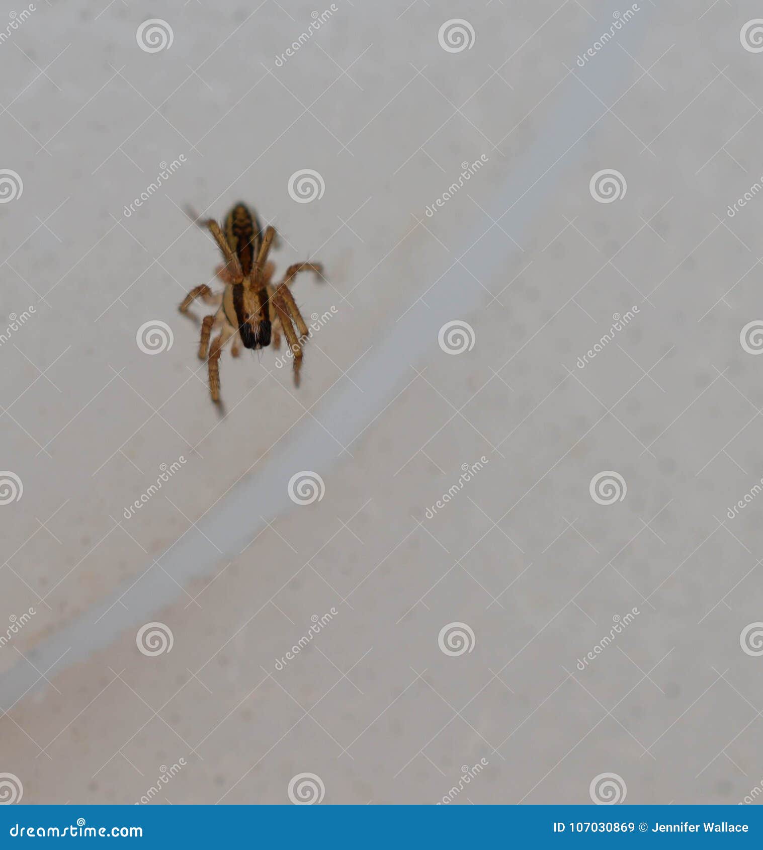 A Baby Grass Spider on a White Background Stock Image - Image of grass ...
