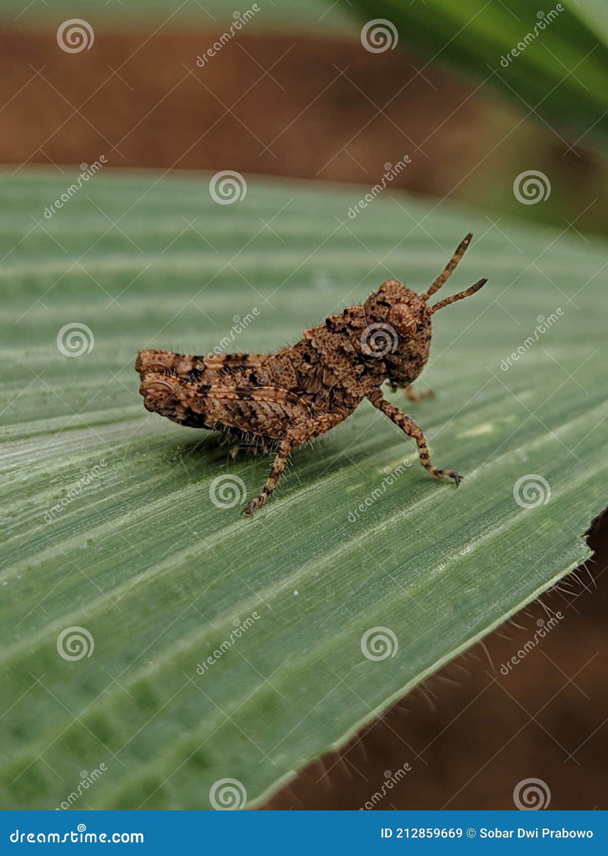 Baby Grasshopper on a Leaf stock image. Image of brown - 212859669