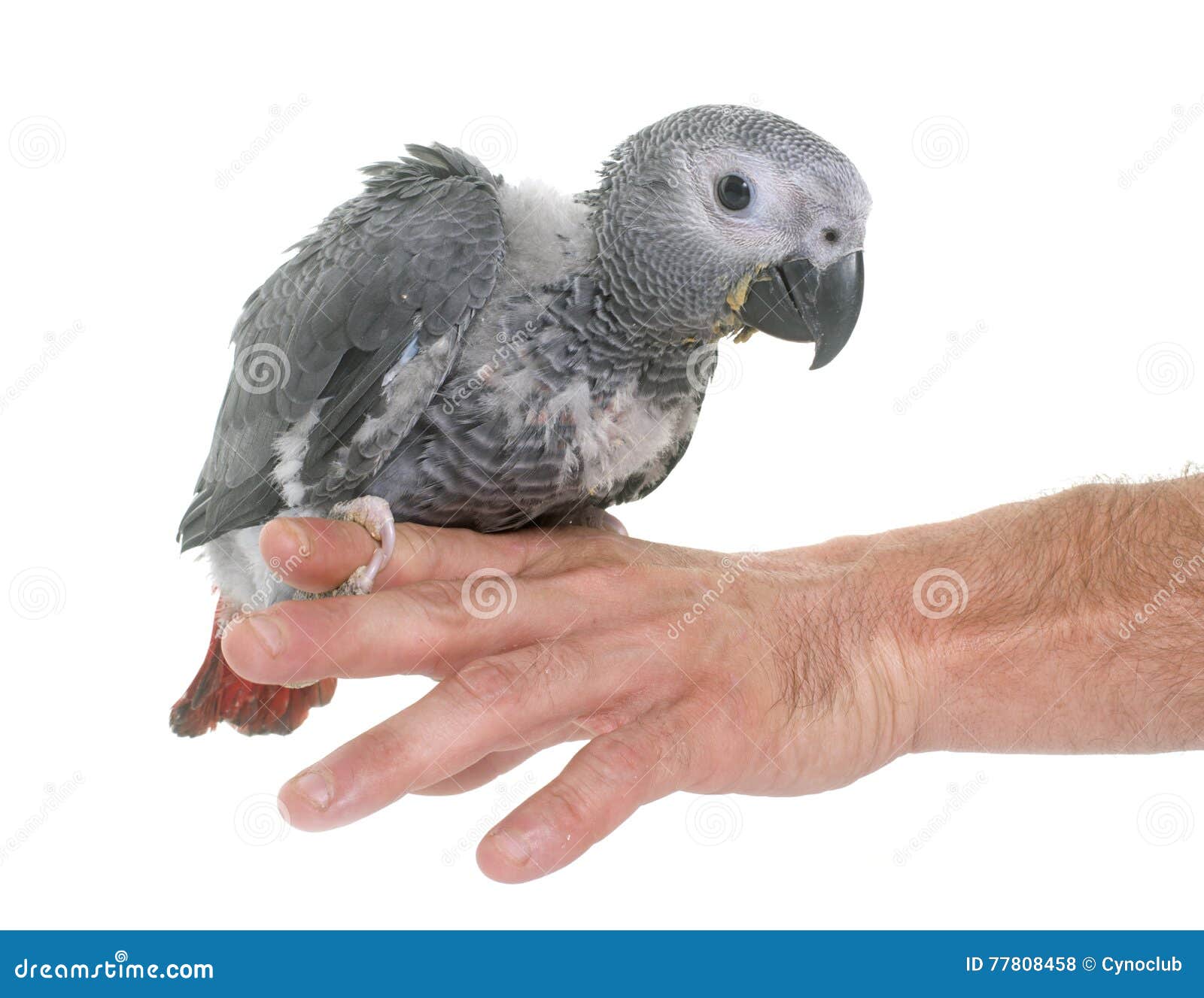 Baby gray parrot stock photo. Image of isolated, feather - 77808458