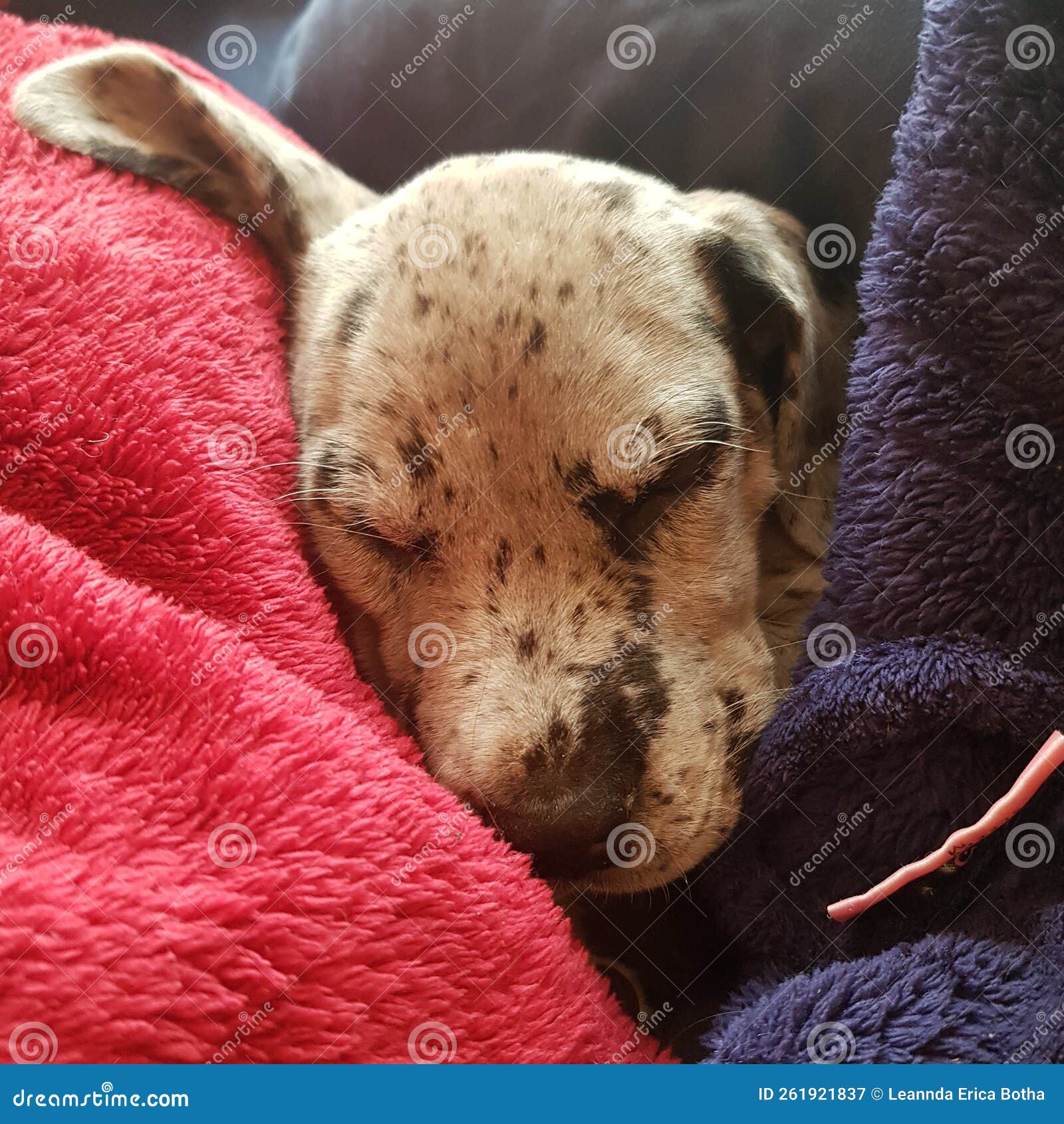 Baby Great Dane Puppy Sleeping Cozy Stock Image - Image of mammal, dane ...