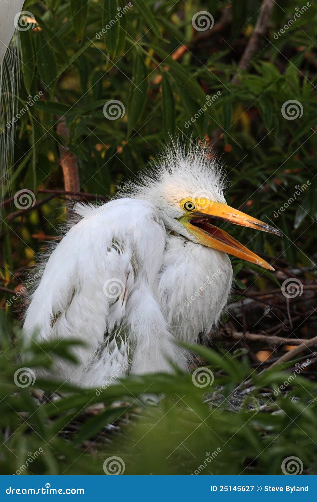 Baby Great Egret (Ardea Alba) Stock Image - Image of avian, ardea: 25145627