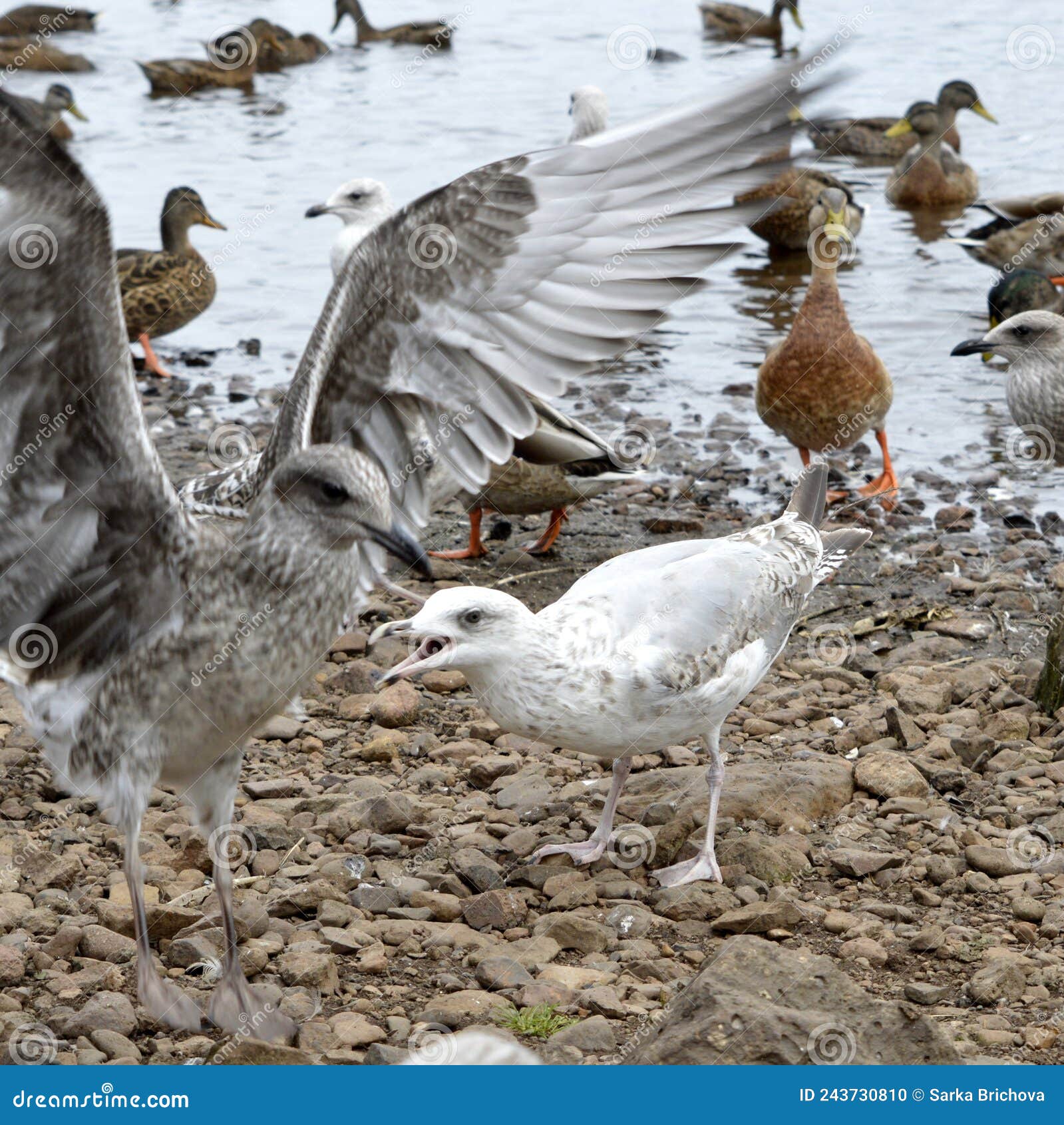 Baby, great gull young. stock photo. Image of gull, feeding - 243730810