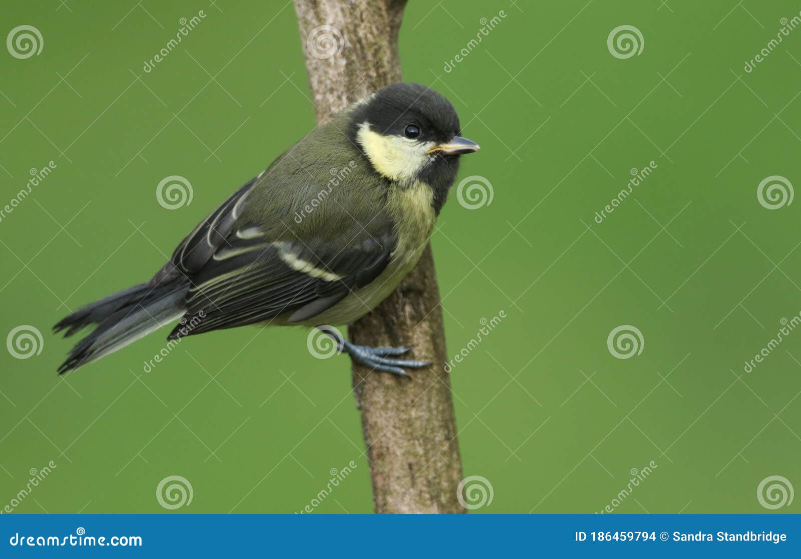 A Baby Great Tit, Parus Major, Perching on a Branch of a Tree in Spring ...