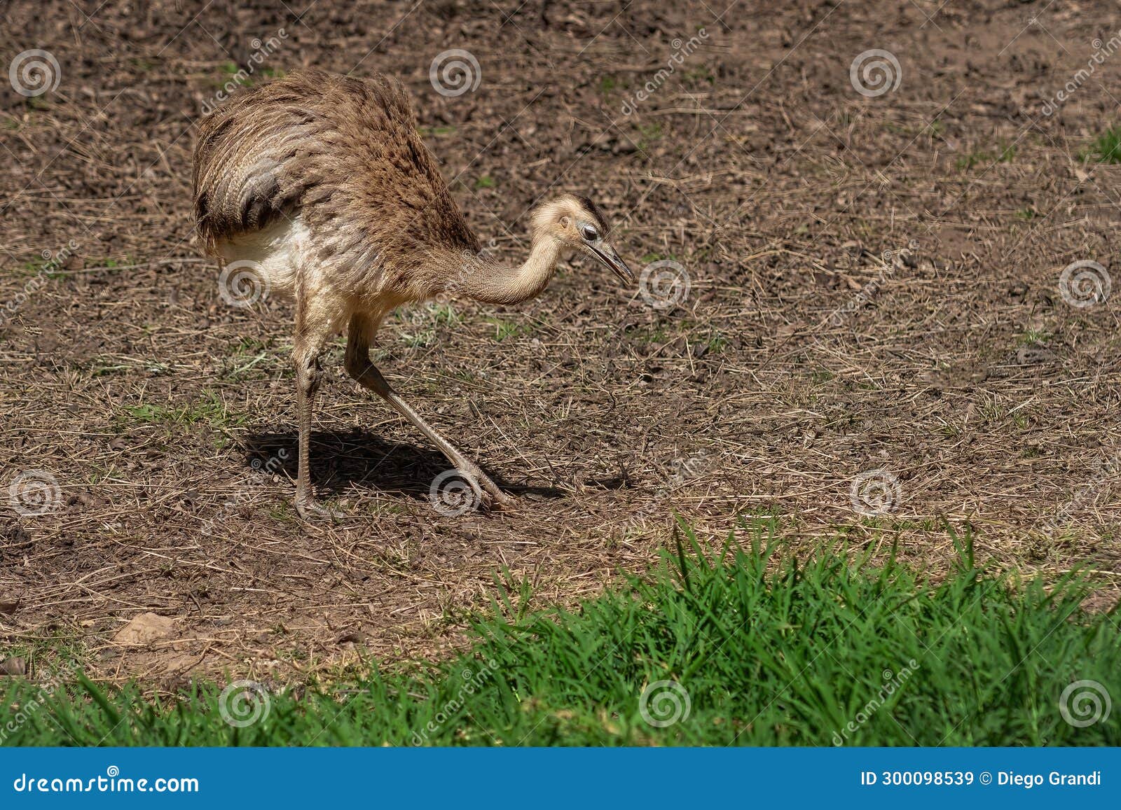Baby Greater Rhea stock image. Image of beautiful, common - 300098539