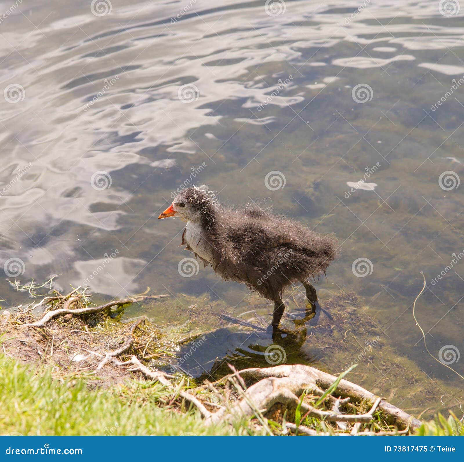 Baby grebe stock image. Image of lake, child, agriculture - 73817475