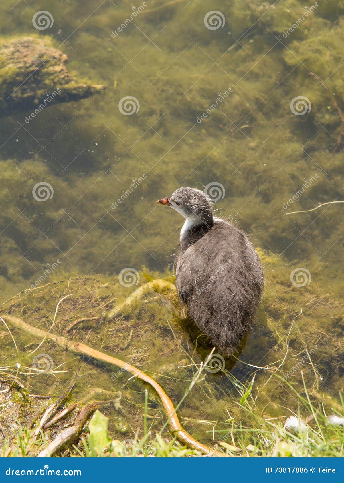 Baby grebe stock photo. Image of bird, outdoors, duckling - 73817886