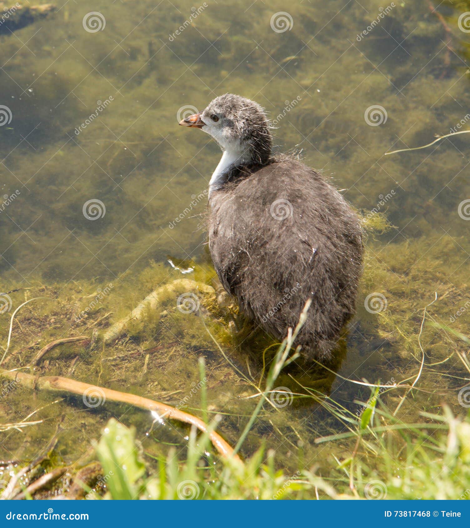 Baby grebe stock photo. Image of nature, grebe, baby - 73817468