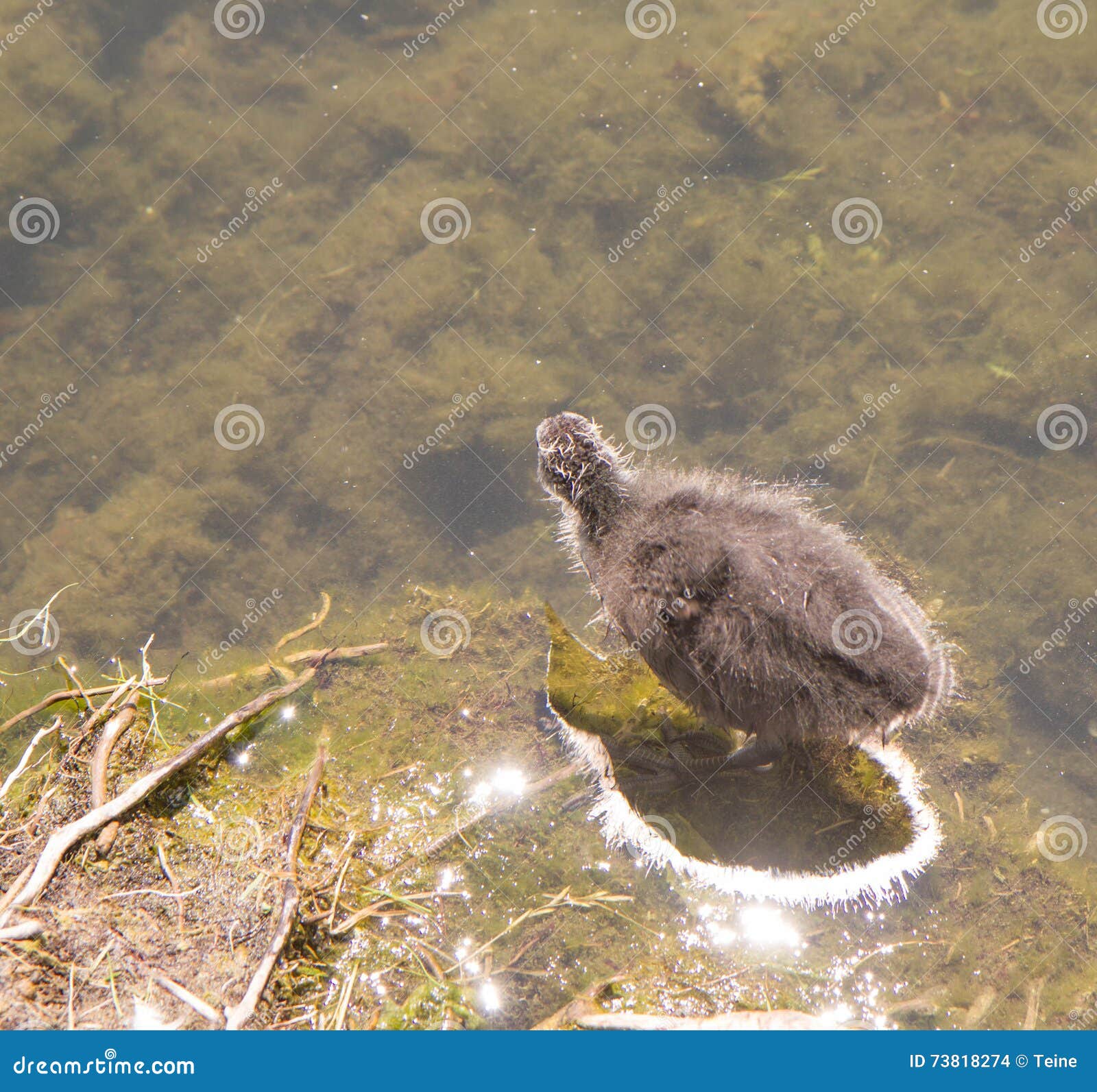 Baby grebe stock photo. Image of animal, bird, nature - 73818274