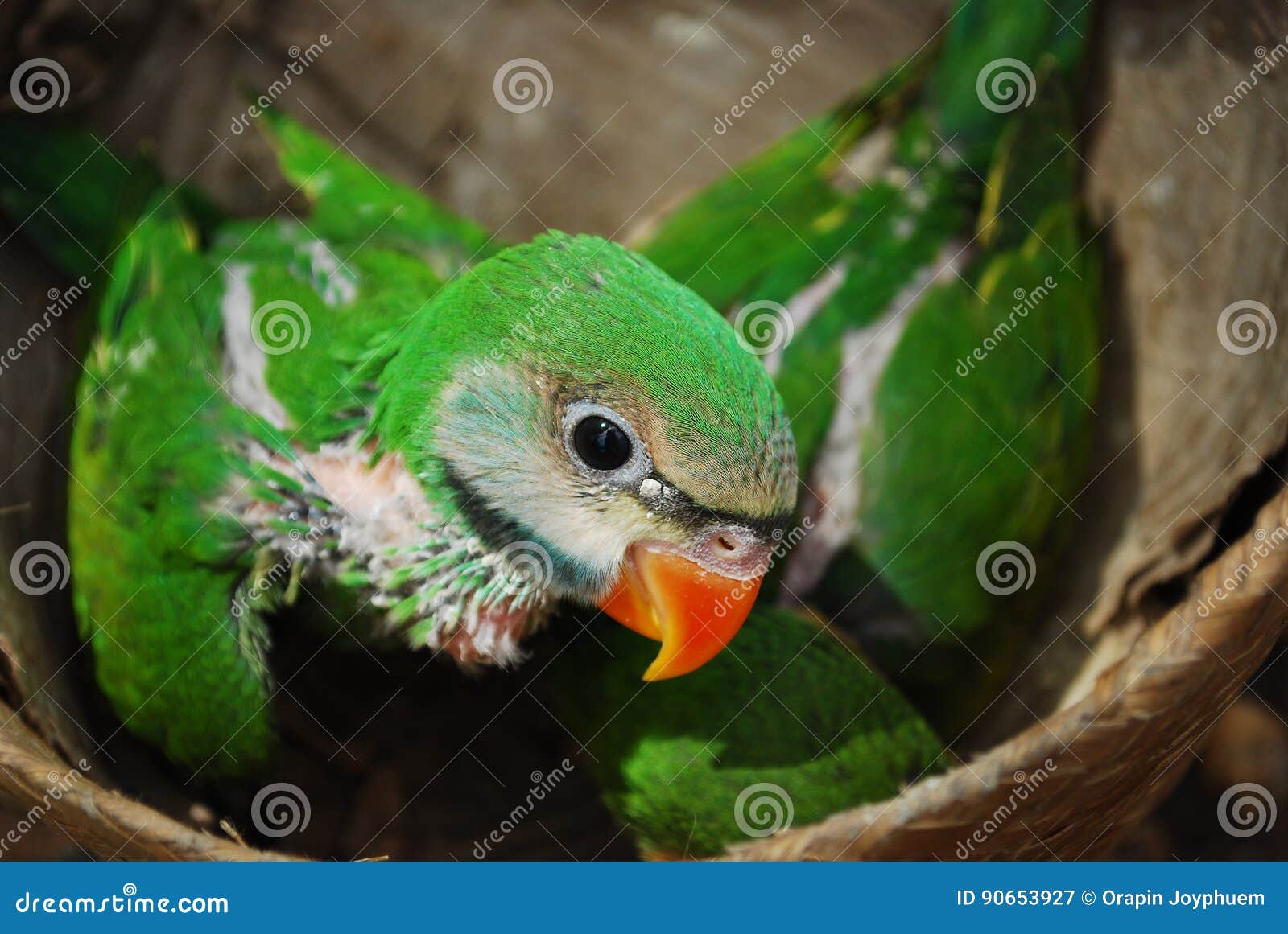 Baby green parrot birds stock image. Image of feather - 90653927