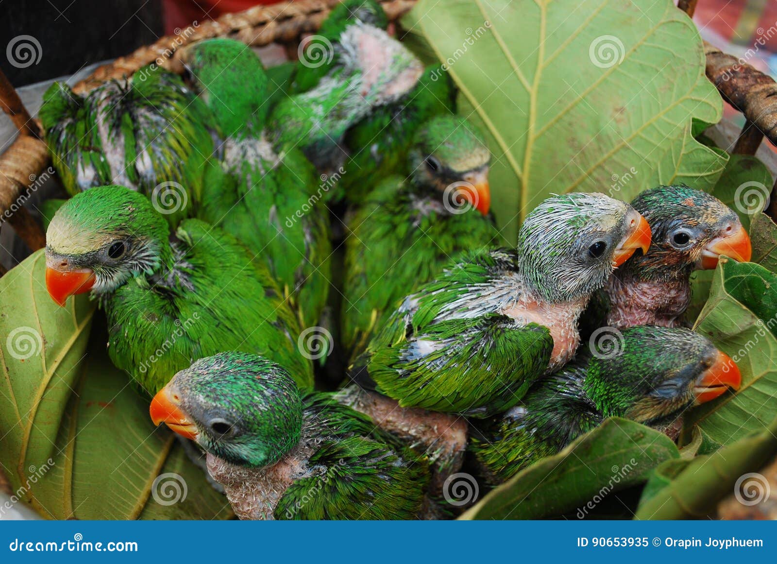 Baby green parrot birds stock image. Image of small, nature - 90653935