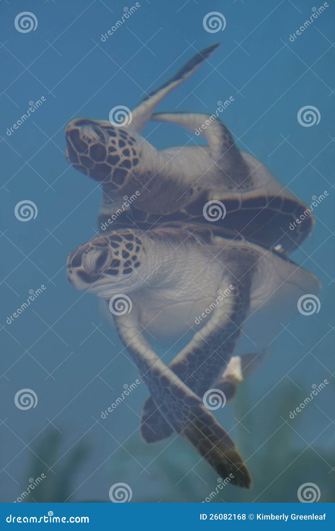 Hawaiian Baby Woodrose Argyreia Nervosa Or Woolly Morning Glory Or ...