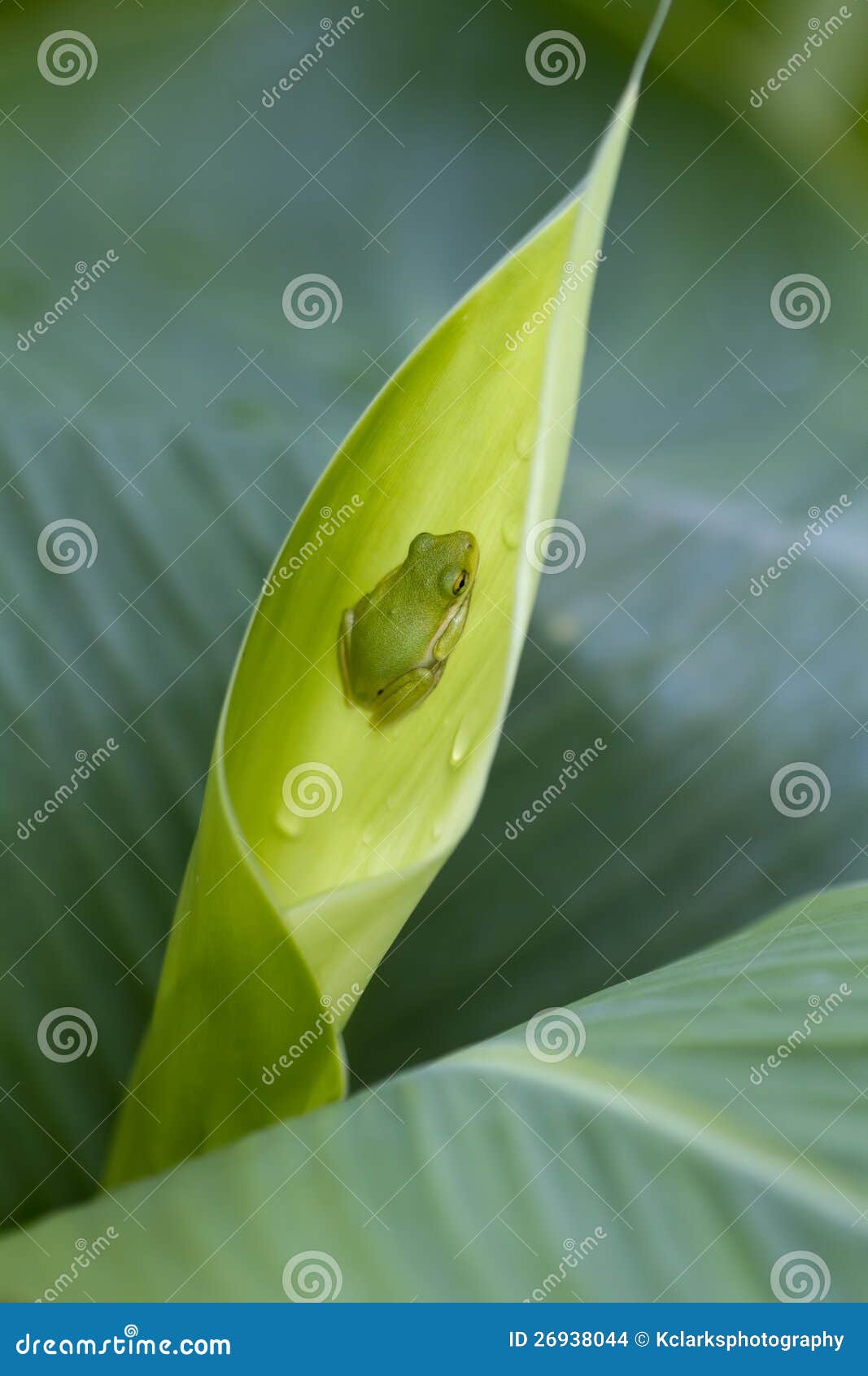 Baby Green Tree Frog - Hyla Cinerea Stock Photo - Image of cream, frog ...