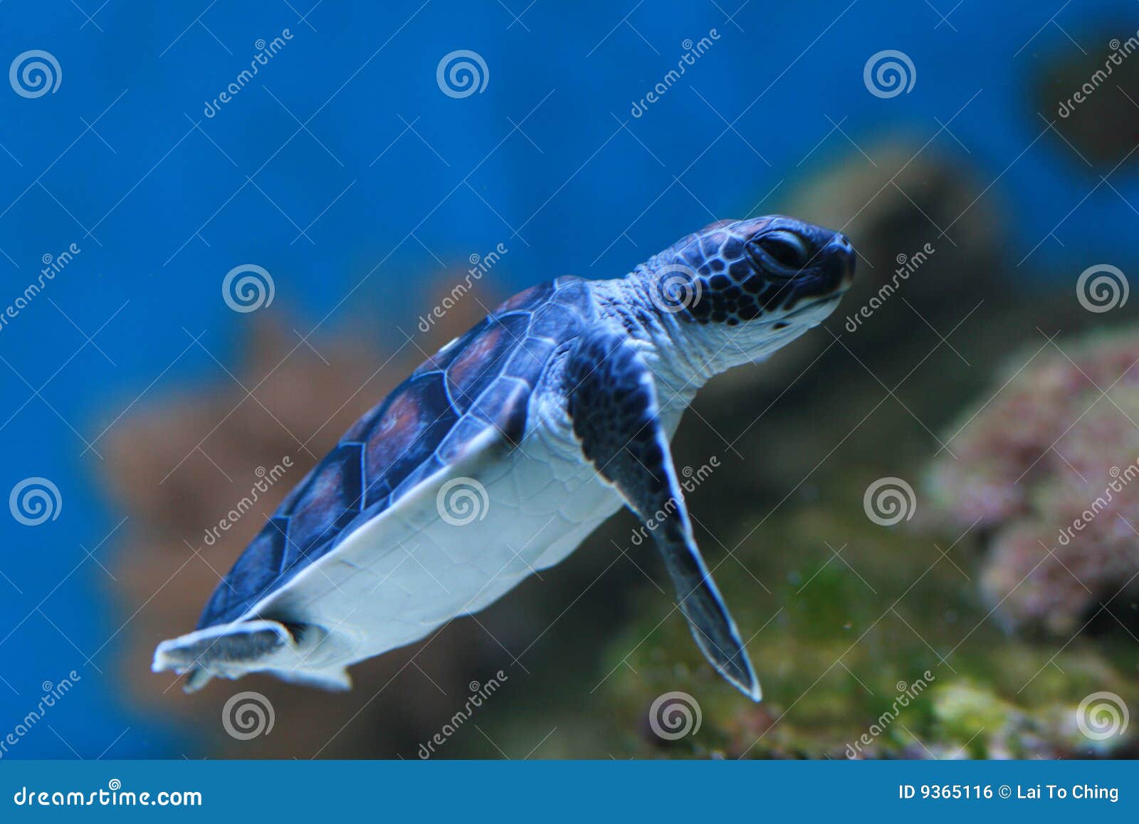 Baby Sea Turtle Hatching. One Day Old Sea Turtles In Hikkaduwa In The ...