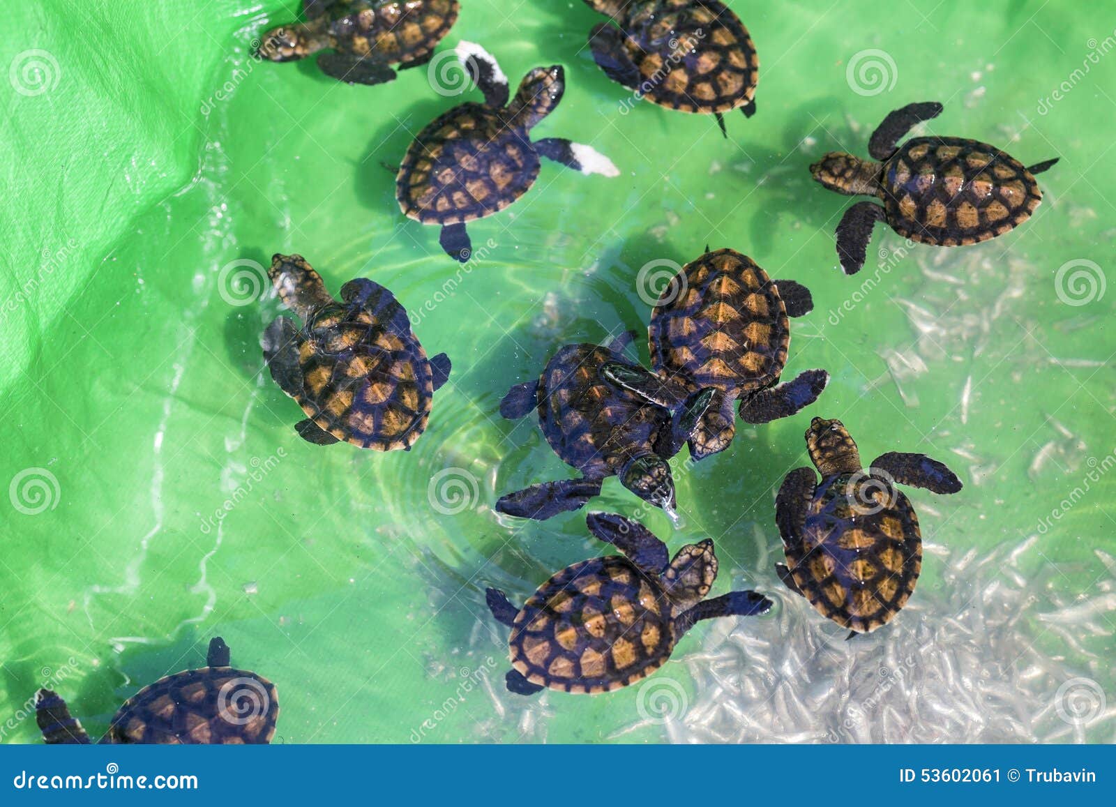 Baby green turtles. stock image. Image of wildlife, nature - 53602061