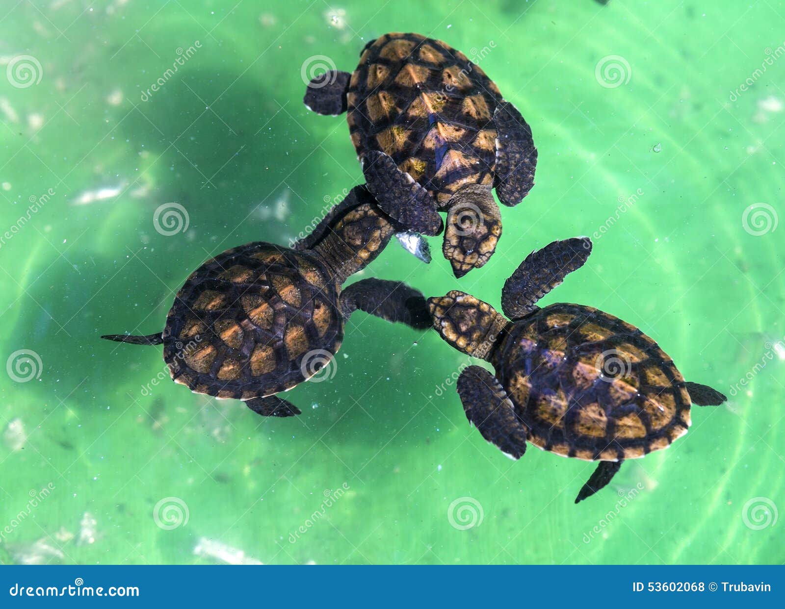 Baby green turtles. stock photo. Image of tropical, green - 53602068