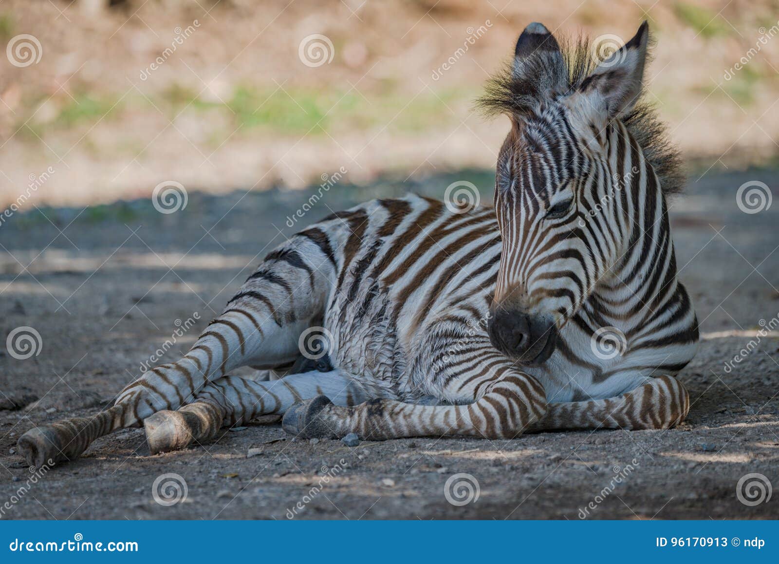 A Raised Zebra Crossing Point. Traffic Calming Measure Stock Photo ...