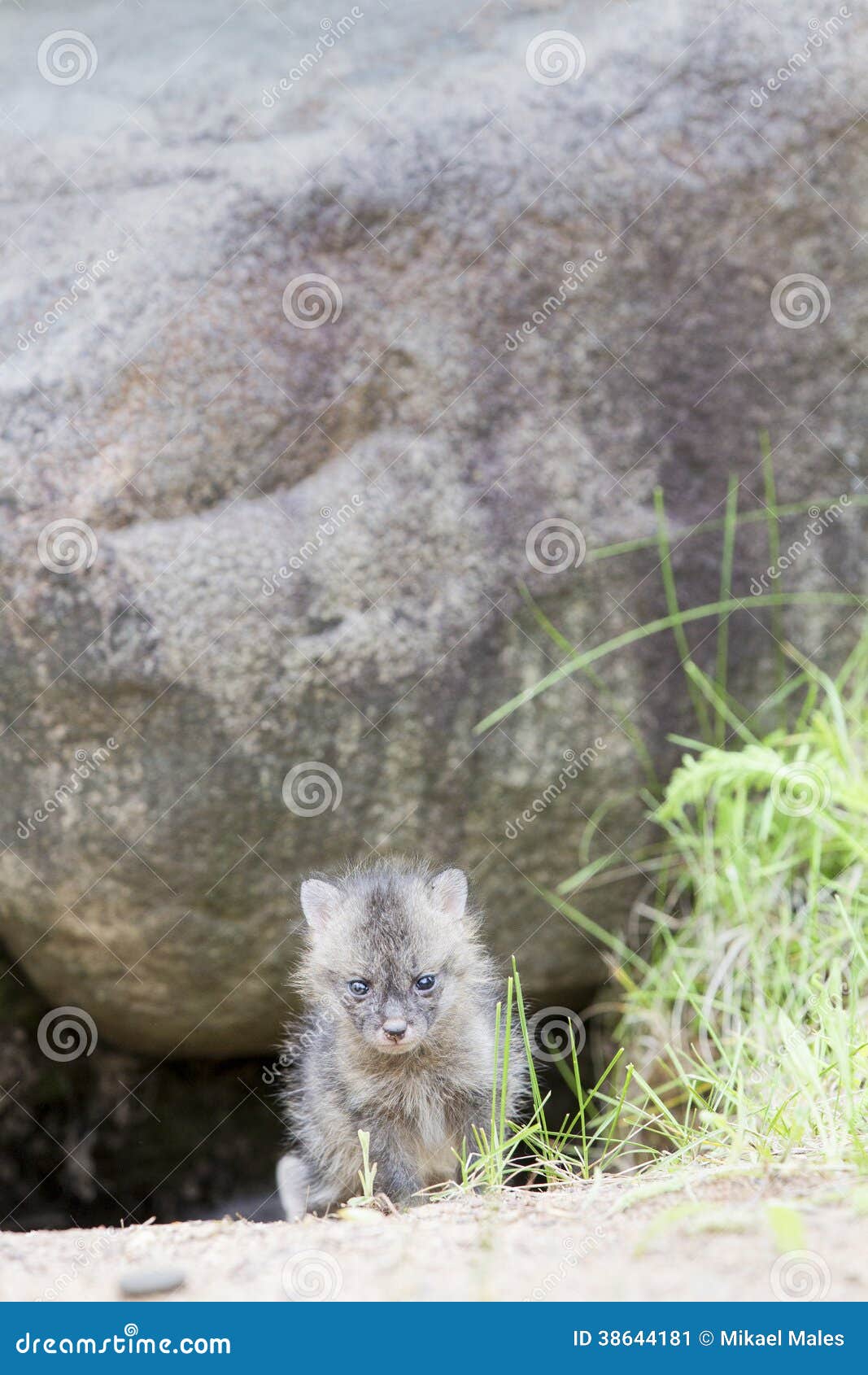 Baby grey fox stock image. Image of animals, kits, peredator - 38644181