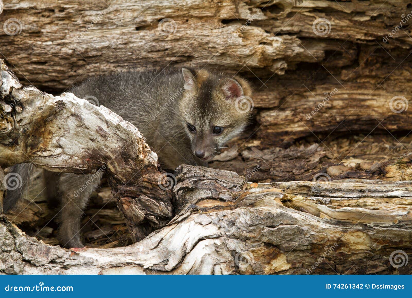 Baby Grey Fox in Den stock photo. Image of urocyon, hunter - 74261342