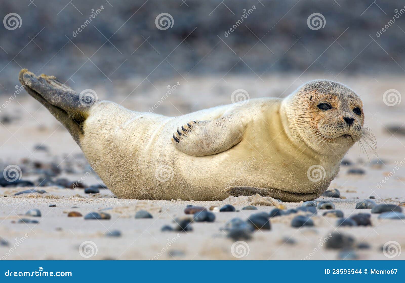 Baby Grey Seal Clapping At The Beach At Dune, Helgoland, Germany ...