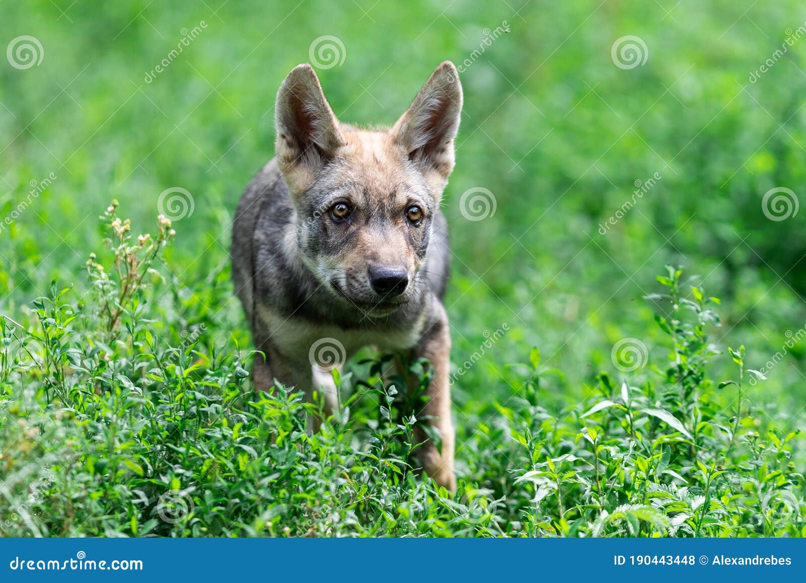 Baby Grey Wolf in the Forest Stock Photo - Image of beast, wolf: 190443448