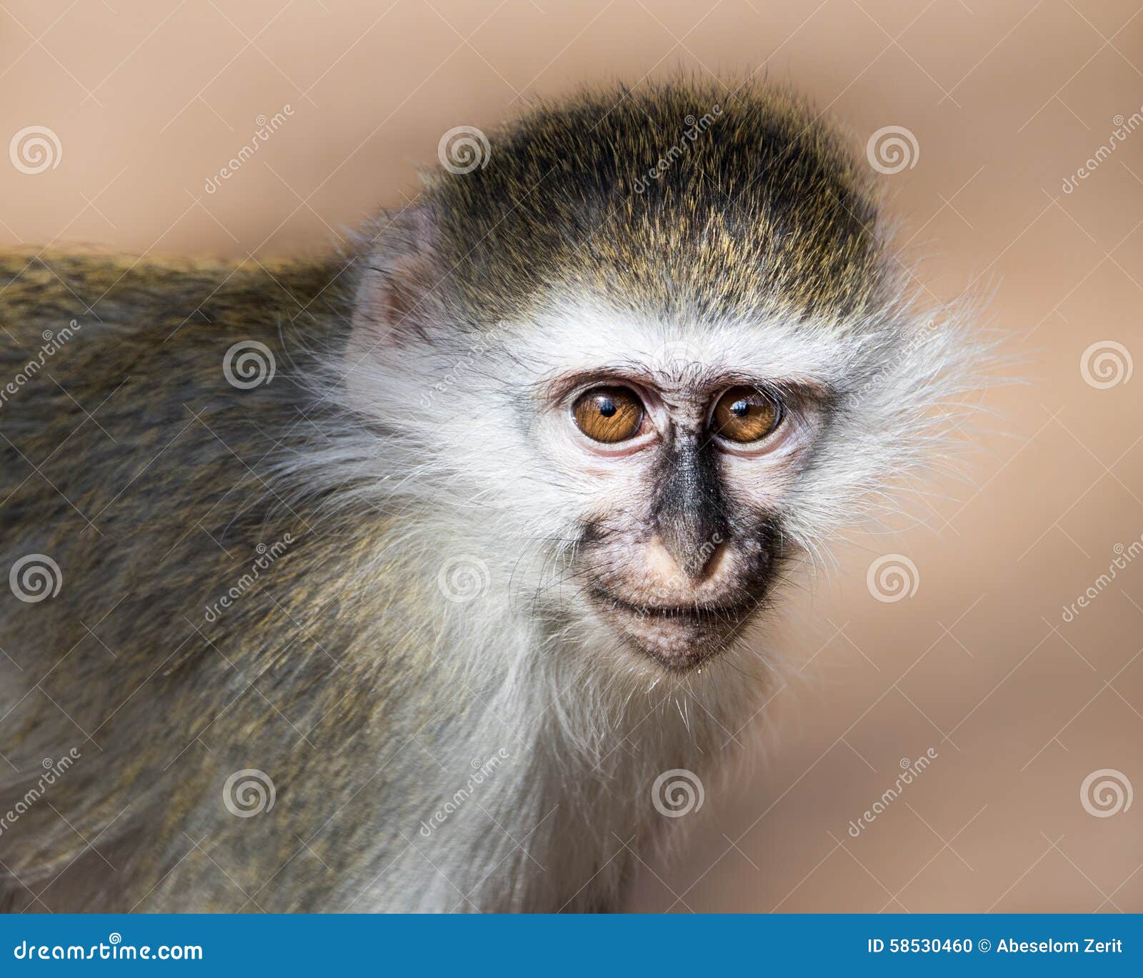 Baby Grivet Monkey IV stock photo. Image of grivet, mammal - 58530460