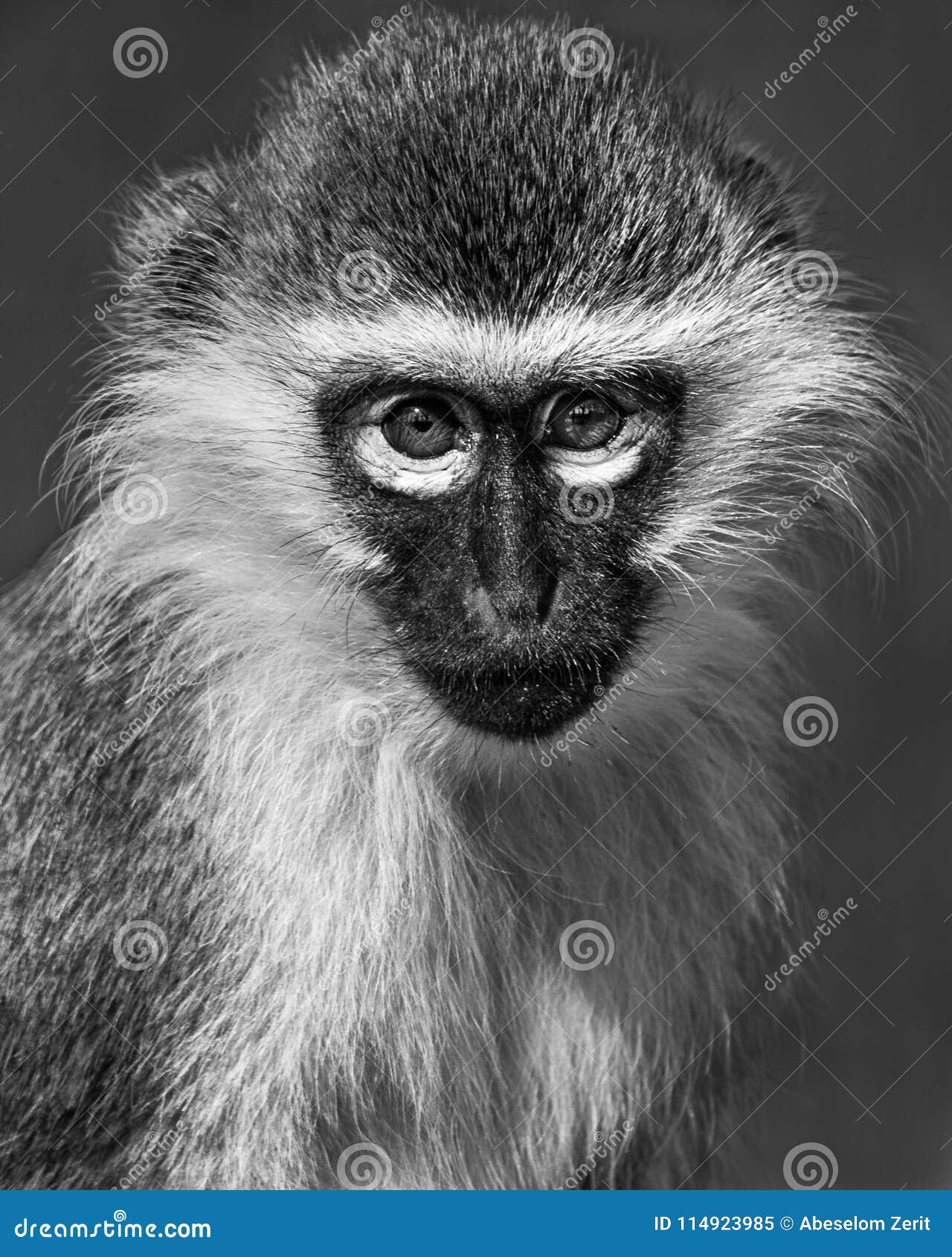 Baby Grivet Monkey V stock image. Image of primate, baby - 114923985