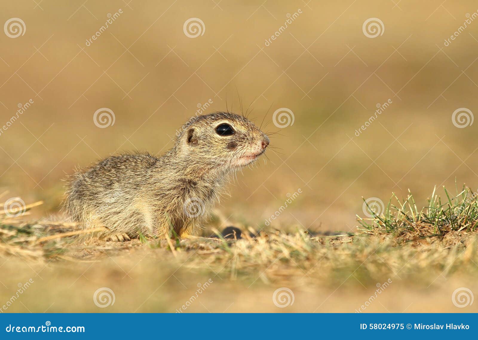 Baby ground squirrel stock image. Image of spermophilus - 58024975