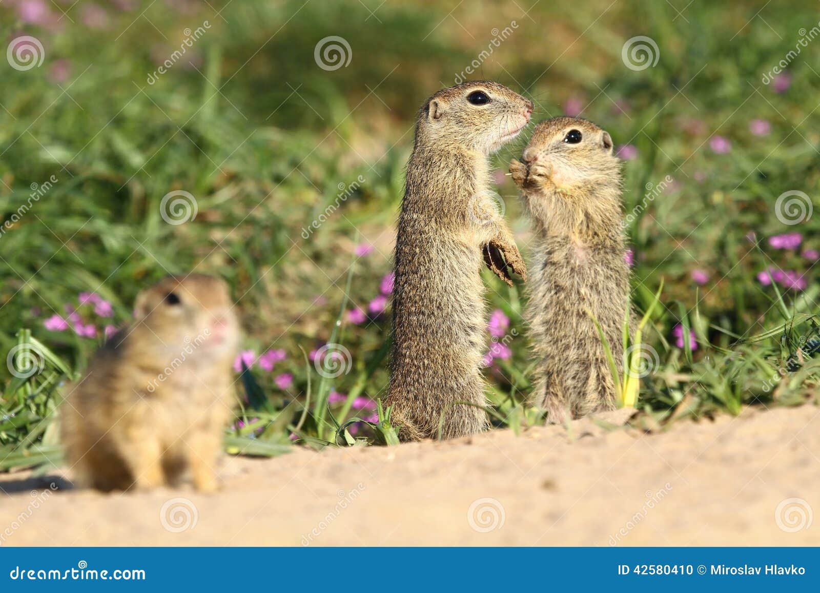 Baby ground squirrels stock photo. Image of rodent, animal - 42580410