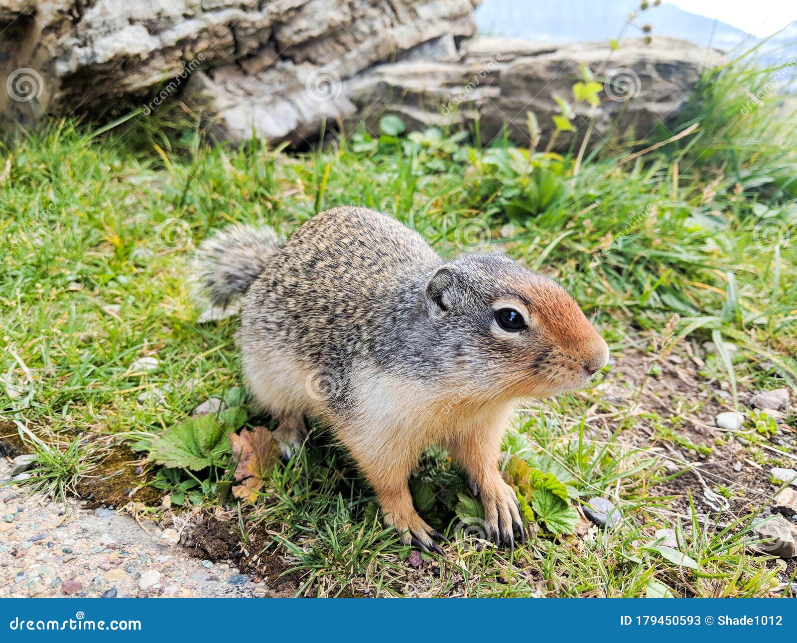 Baby Groundhog stock image. Image of groundhog, mammal - 179450593