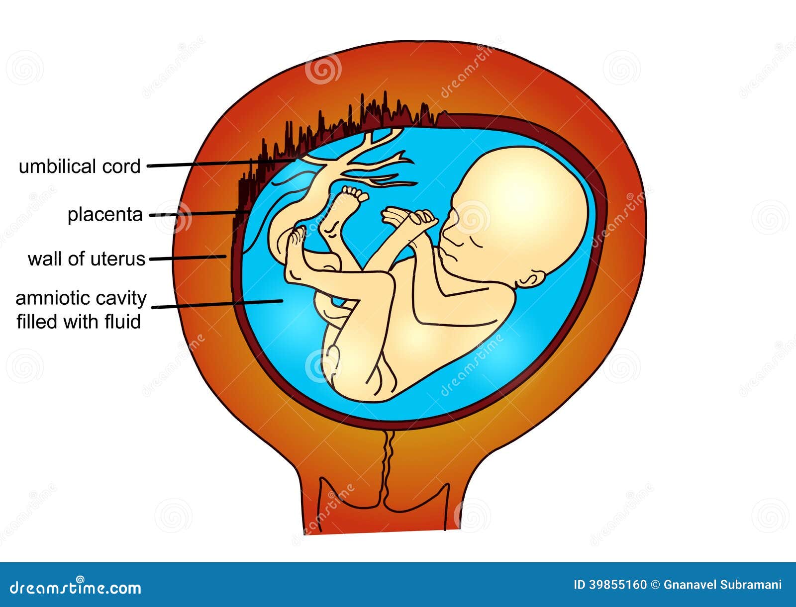 Baby is Growing and Developing Stock Illustration - Illustration of ...