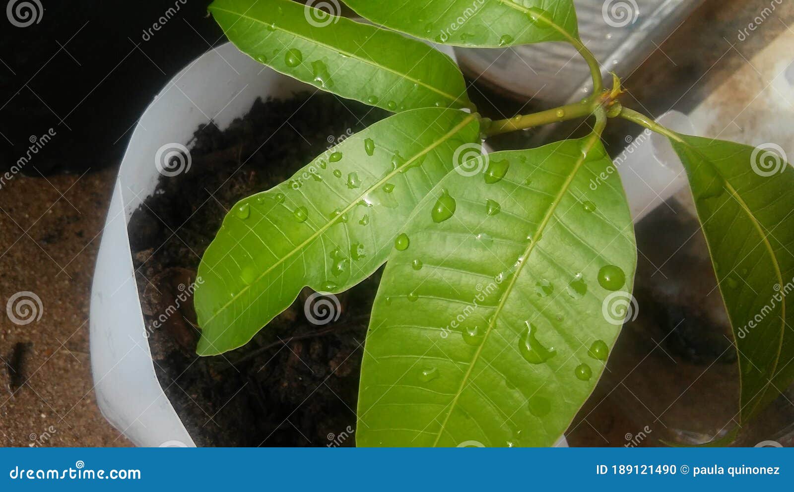 A baby growing mango tree stock photo. Image of flower - 189121490